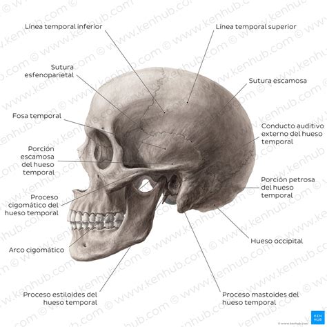 Anatomía Humana Huesos Del Cráneo Base De Cráneo Avxvi