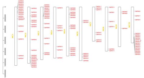 Chromosomal Locations Of Myb In Hemp Genes On The Same Chromosome Are Download Scientific