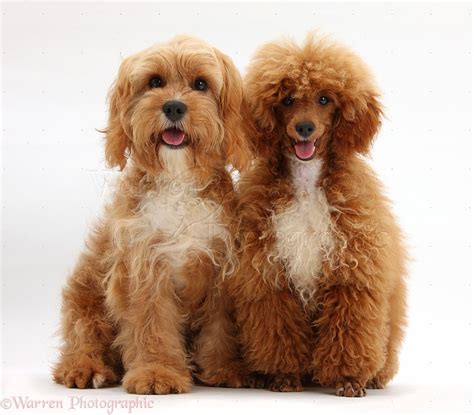 Dogs Cavapoo And Red Toy Poodle Photo Wp40216