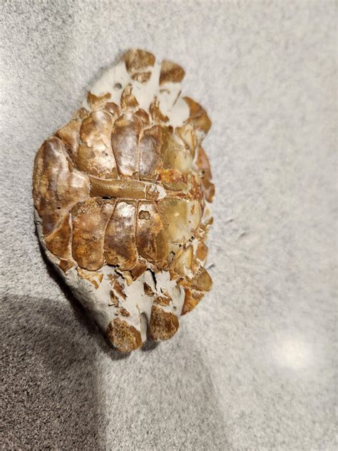 Fossilized Crab Rrockhounds