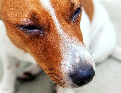 Episcleritis And Scleritis In Pets Envision More Veterinary Ophthalmology