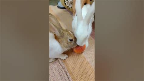 Cute Rabbits Cococandywow Beautiful Naturerabbit Status Cutebunny