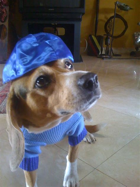 Shabbat Shiloh M Scrolller