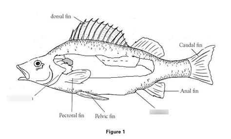 Fish Dissection Diagram Diagram Quizlet