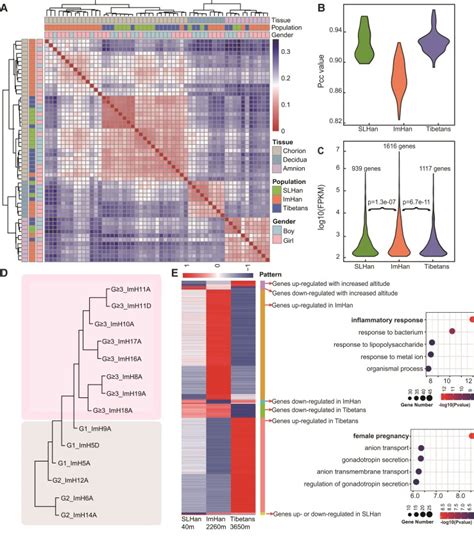How Placenta Promotes The Successful Reproduction In High Altitude