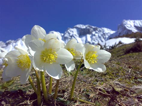 Types Of White Flowers With Names And Pictures Dengarden