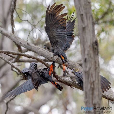 Glossy Black Cockatoo Peter Rowland Photographer And Writer