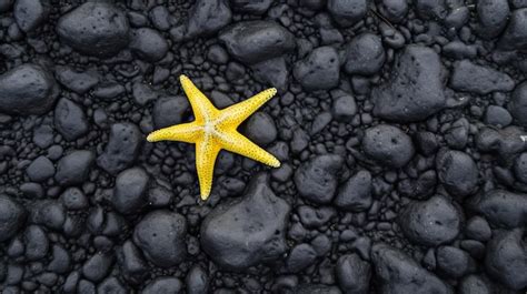 Premium Ai Image A Yellow Starfish Lies On A Black Sand Beach