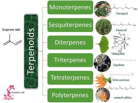 Difference Between Terpenes And Terpenoids A Quick Guide