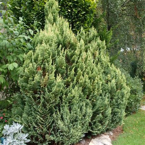 Chiparos Verde Auriu Ellwoods Empire Verdena Verdena