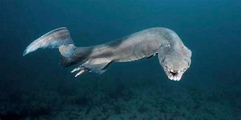 The Prototype Of The Deep Sea Monster The Frilled Shark Inews