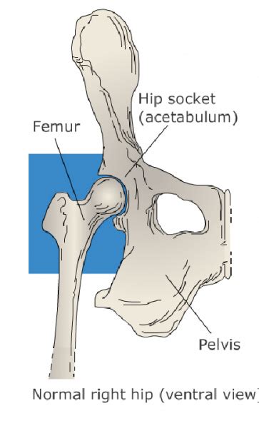 Hip Dislocation And Post Op Care In Cats Vca Animal Hospital