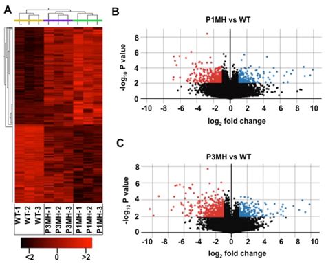 Gene Expression Profile Presented As A Clustered Heatmap And Volcano Download Scientific