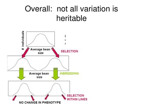 Ppt Quantitative Genetics Traits Controlled My Many Loci Powerpoint