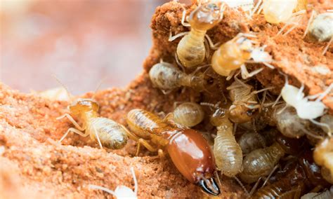 How To Kill Termites 5 Effective Home Remedies For Termites In Your