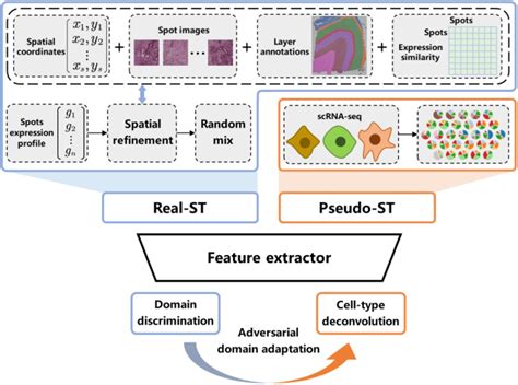 Letsmix A Spatially Informed And Learning Based Domain Adaptation Method For Cell Type