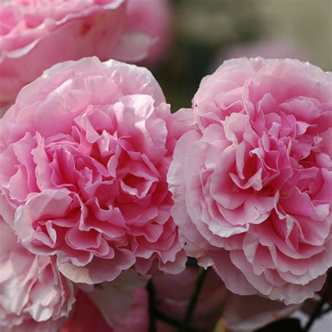 Eckart Witzigmann ® Rose Rosa Ca 100cm Delbard 2001 Rosa