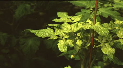 Miért Sárgul A Paprika és A Paradicsom Levele Agroinformhu