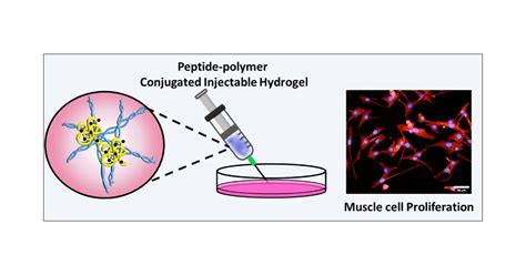 Thermoresponsive Injectable Hydrogel To Mimic The Heat And Strain Stiffening Behavior Of