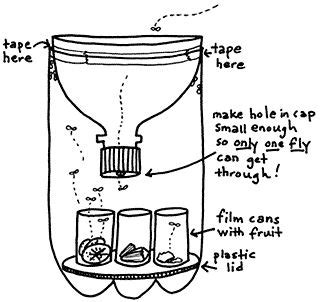 Fruit Fly Trap Using Plastic 2 Liter Bottle Fruit Fly Trap Fruit