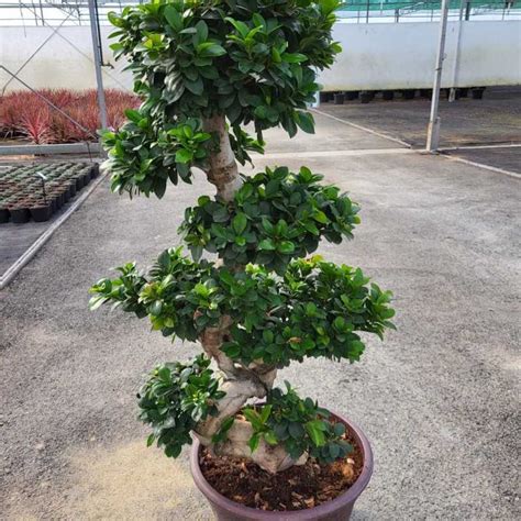 Ficus Bonsaï Ficus Microcarpa I Pépinière En Ligne