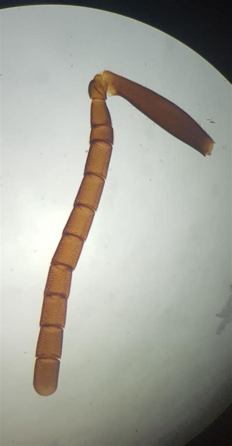 Microscopy In Biology Class Rmicroscopy