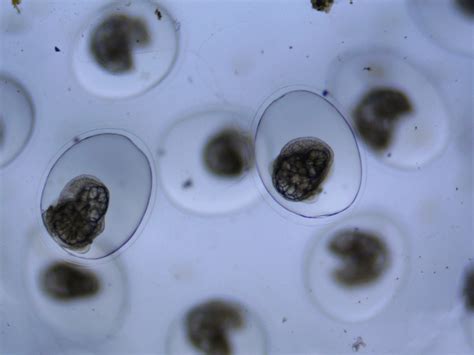 Hatching Snail Eggs Oc 5x 10x Obj Rmicroscopy
