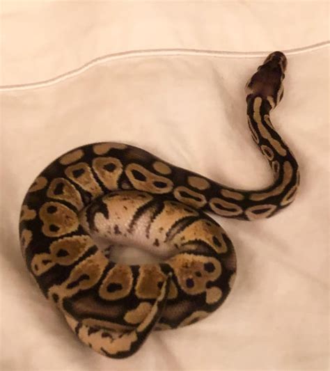 Is My Ball Python Underweight R Ballpython
