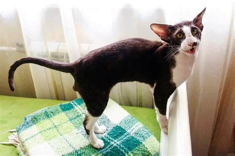 吸猫大会：东方短毛猫axel 知乎