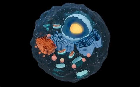 Cell Cross Section Getty Ucr News Uc Riverside