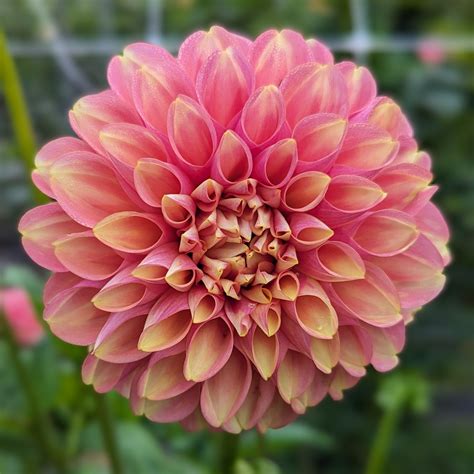 Milena Fleur Not Yet Classified By Ads Roving Radish