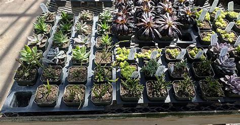 Went To Local Nursery And Got A Beautiful Echeveria Opalina And Pachyphytum Compactum Album