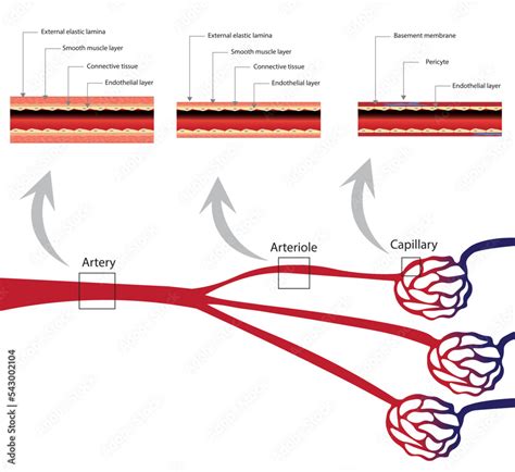 Capillaries Cross Section