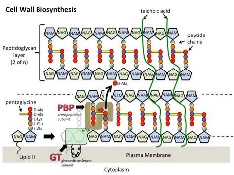 Cell Wall Synthesis Inhibitors Definition Examples Inhibition