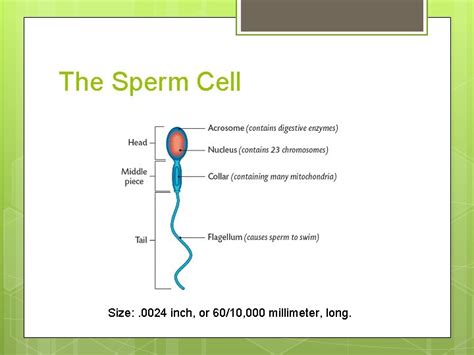 The Male Reproductive System Chapter 2 Lesson 1