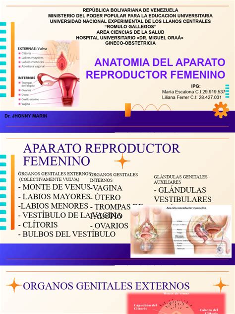 Anatomía Del Aparato Reproductor Femenino Pdf Vagina Sistema