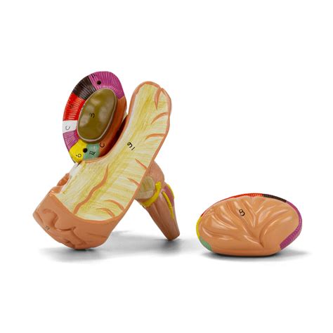 Modelo De Núcleo Basal Ampliado 2 Partes Simedcare And Simedrescue