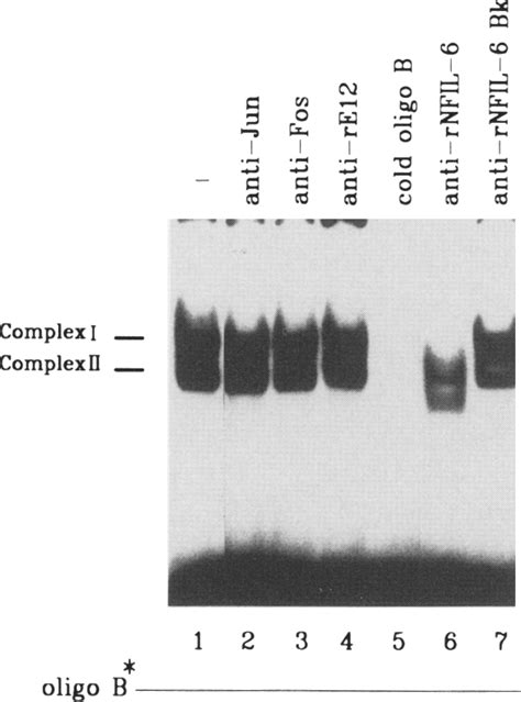 Hela Nucleoprotein Complex Binding The Fap Oligonucleotide Reacts With Download Scientific