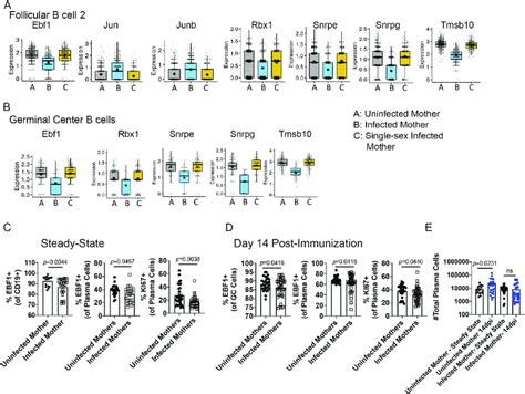 Maternal Schistosomiasis Induced Modulation Of B Cell Cell Cycle And