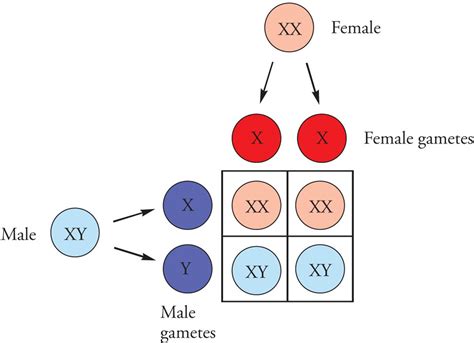 Genetics And Evolution Mcat Biology And Biochemistry