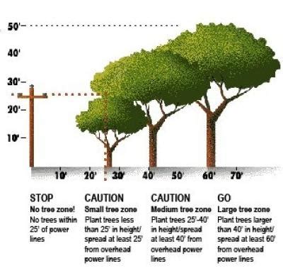 Trees And Power Lines Big Horn Rural Electric Company