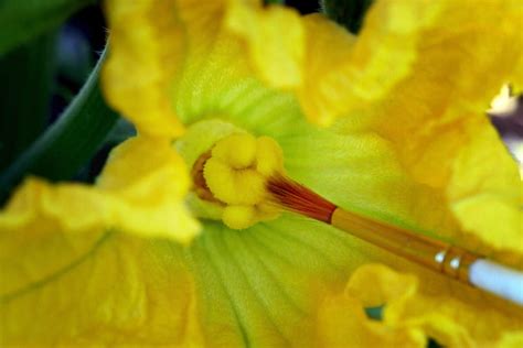 Sex And The Single Zucchini