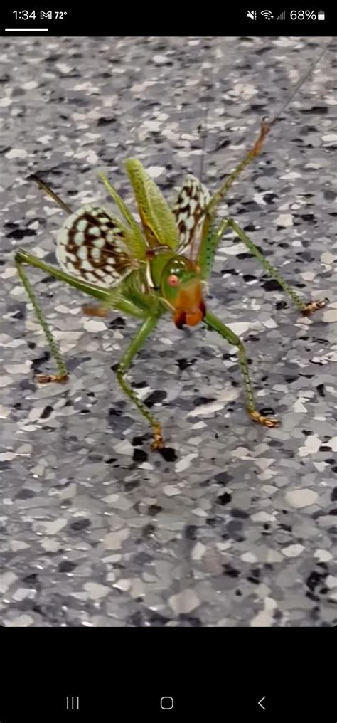 Weird Grasshopper In Central Texas Rwhatsthisbug