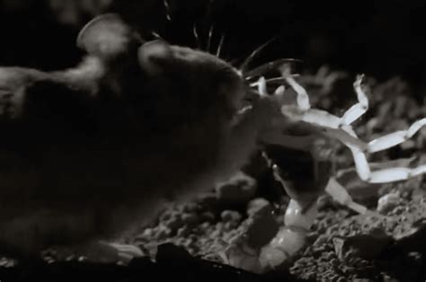 Vicious Grasshopper Mouse Kills Scorpion Drinks Its Venom And Howls At