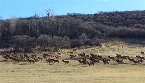 Colorado Wildlife Officials Aim To Reduce Hunter Crowding Sustain Elk
