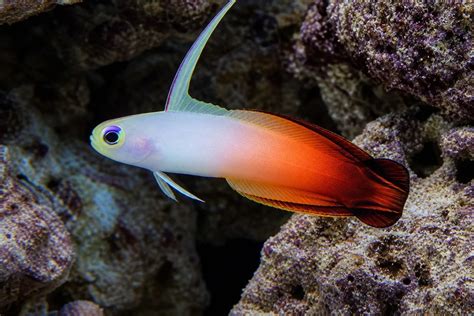 Firefish Goby Care Guide Tank Setup Jumping Risk And Tank Mates Sea