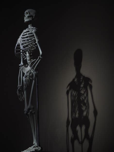 Premium Photo Shadow Of Skeleton On Wall