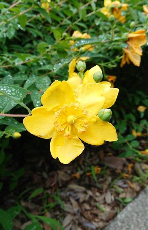 ¿cuáles Son Los Problemas Comunes Con Hypericum Forrestii