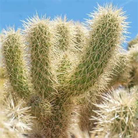 Teddy Bear Cholla Cactus Etsy