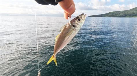 偶然掛かった小アジを足元に落とすと一瞬で Youtube